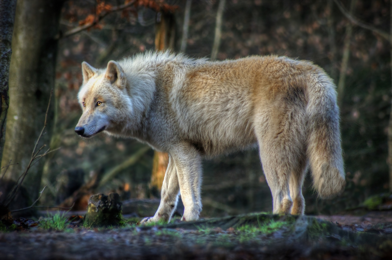 Polarwolf Foto & Bild | tiere, zoo, wildpark & falknerei, wolfsfotos ...