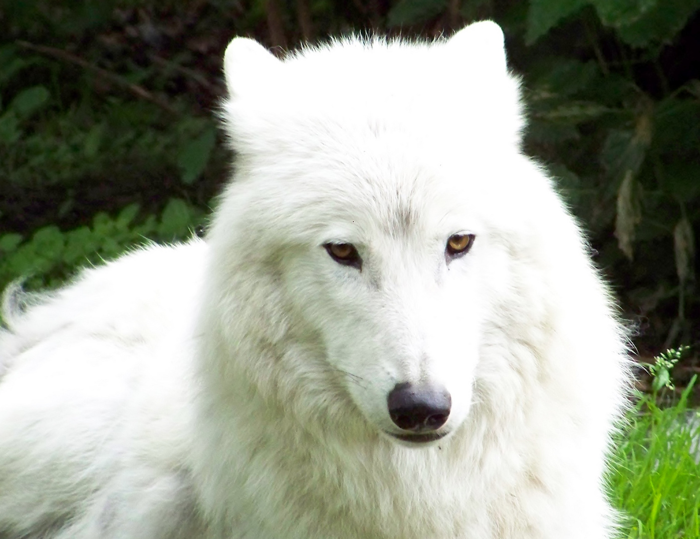 Polarwolf Foto & Bild | tiere, zoo, wildpark & falknerei, säugetiere ...