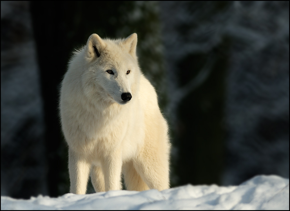[ Polarwolf im Nachmittagslicht ] Foto & Bild | tiere, zoo, wildpark ...