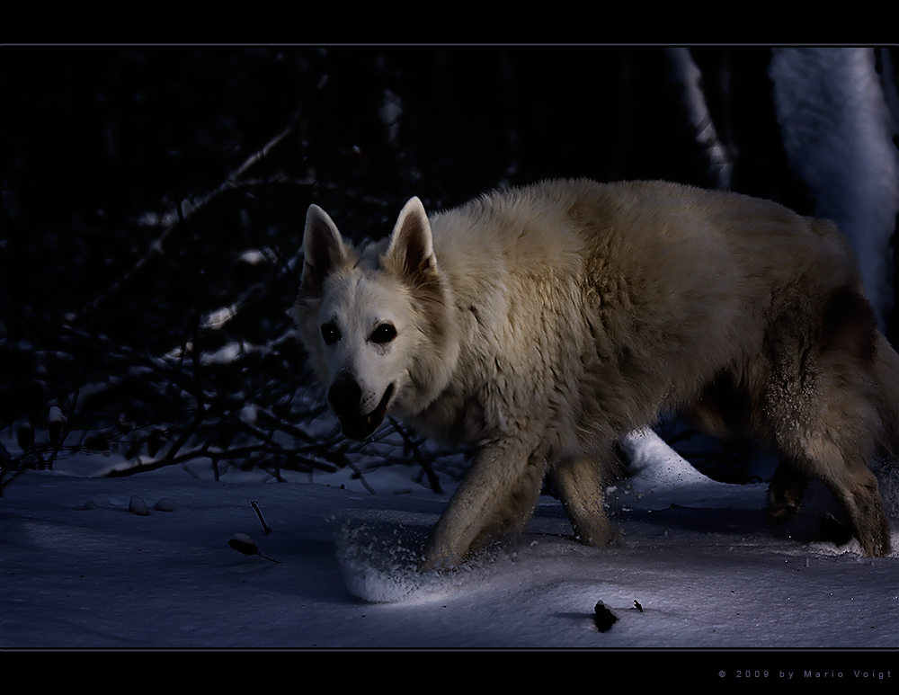 Polarwolf im Nationalpark Schwalmtal, Nordkanada Foto & Bild | tiere ...