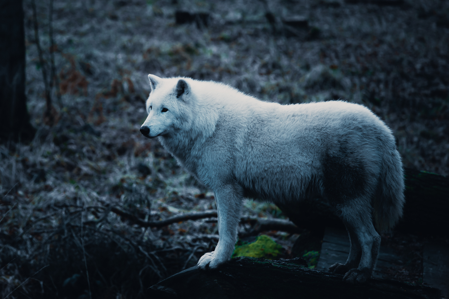 ~~ Polarwolf in der Dämmerung ~~ Foto & Bild | tiere, zoo, wildpark ...