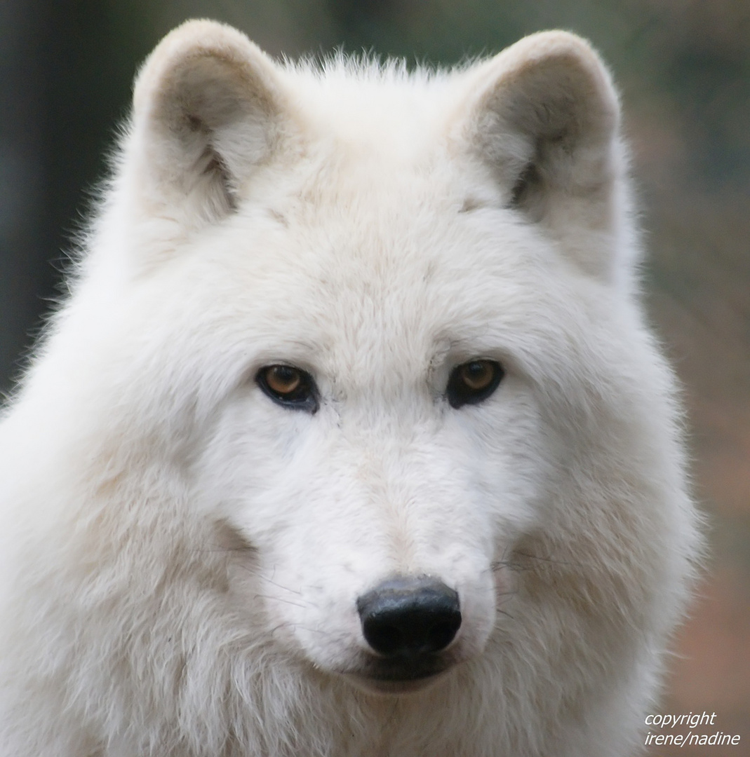 Polarwolf NANUK Foto & Bild | tiere, zoo, wildpark & falknerei ...