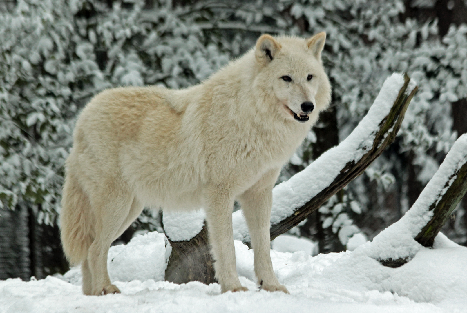Polarwolf - Winter Foto & Bild | tiere, zoo, wildpark & falknerei ...