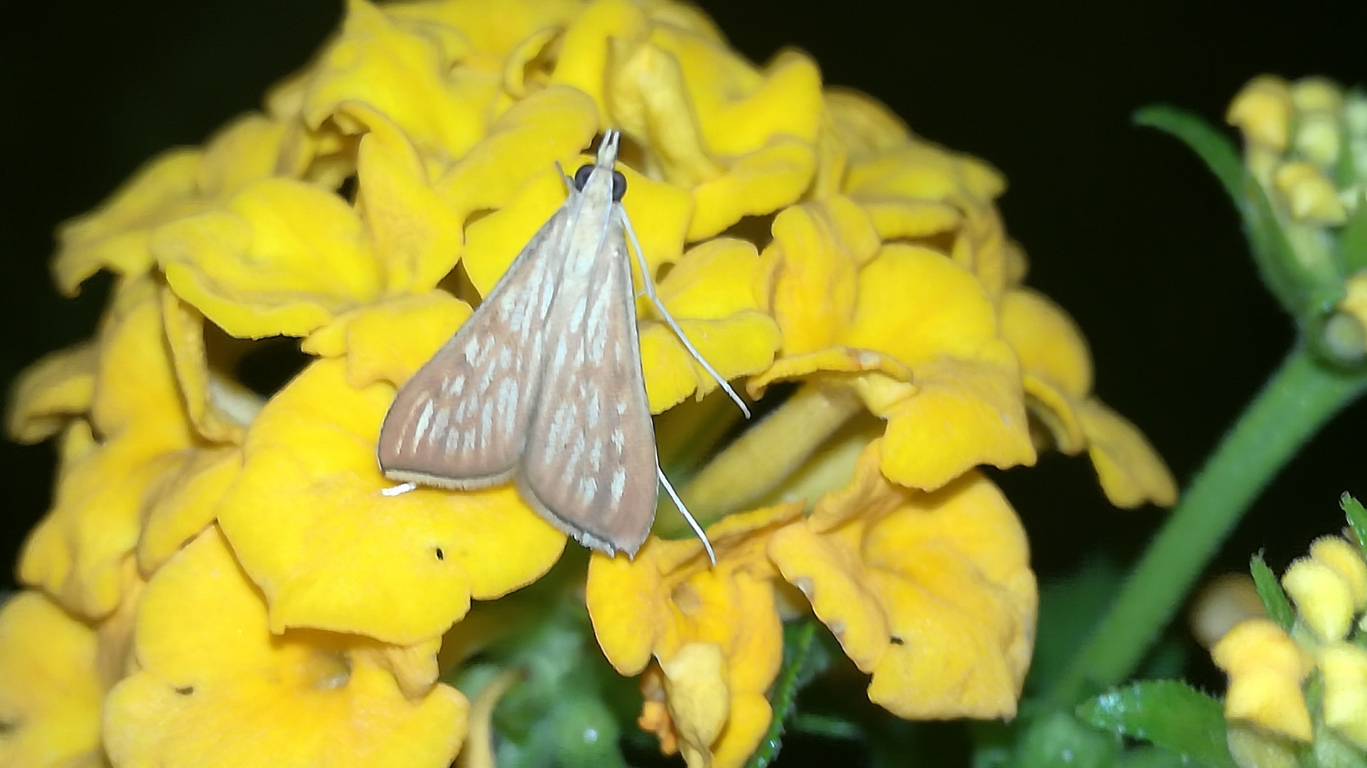 Polilla Imagen & Foto | animales, invertebrados , naturaleza Fotos de ...