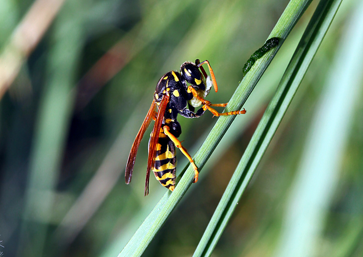Polistes dominulus, Französische Feldwespe erbeutet Raupe Foto & Bild ...