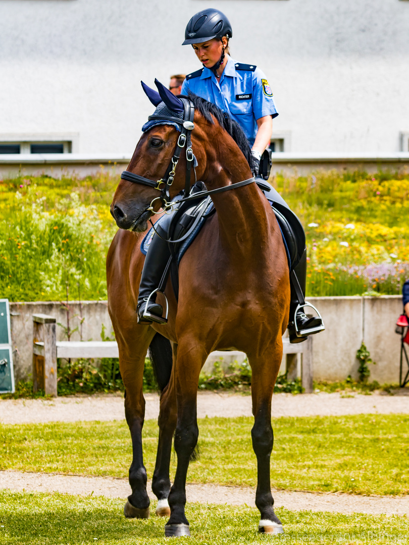 Polizeipferd bei einer Übung Foto & Bild | polizeiveranstaltung, reiter ...