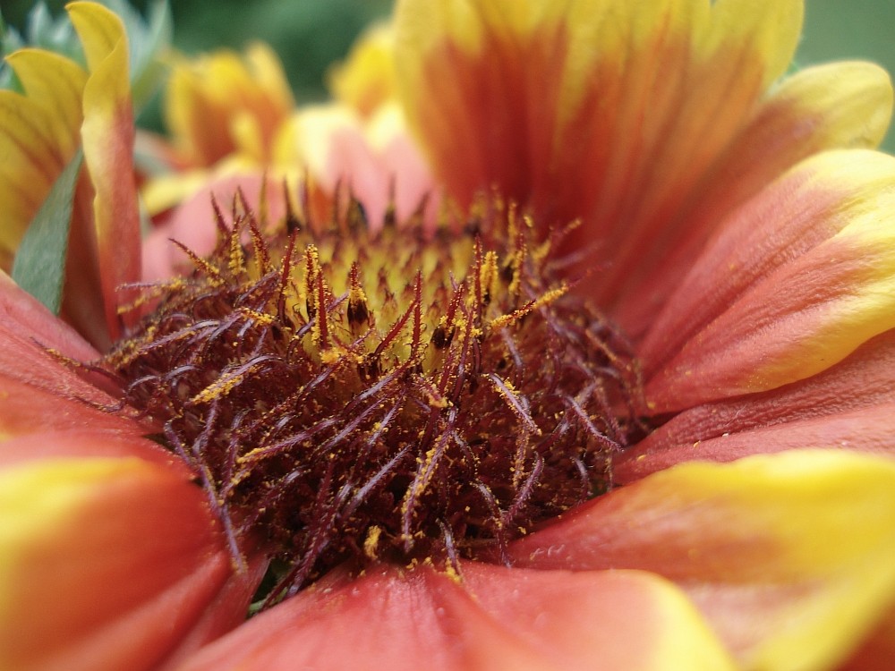 Pollen Foto & Bild | pflanzen, pilze & flechten, blüten ...