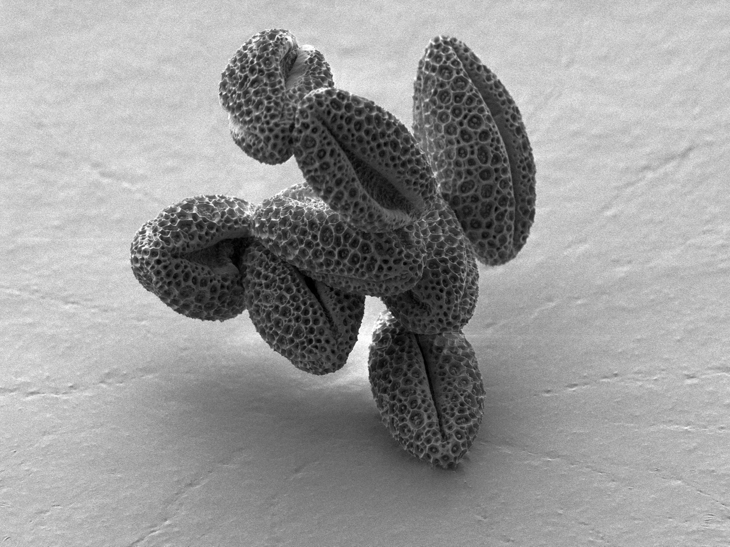 Pollen Foto & Bild | natur, pflanzen, pollen Bilder auf fotocommunity