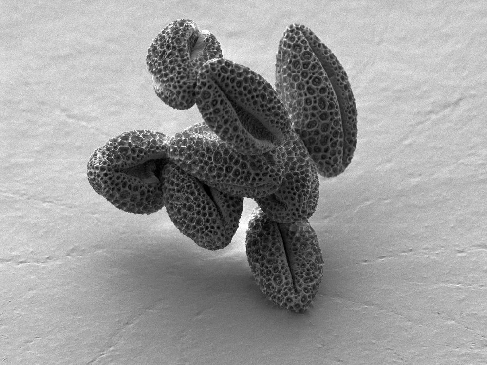 Pollen Foto & Bild | natur, pflanzen, pollen Bilder auf fotocommunity