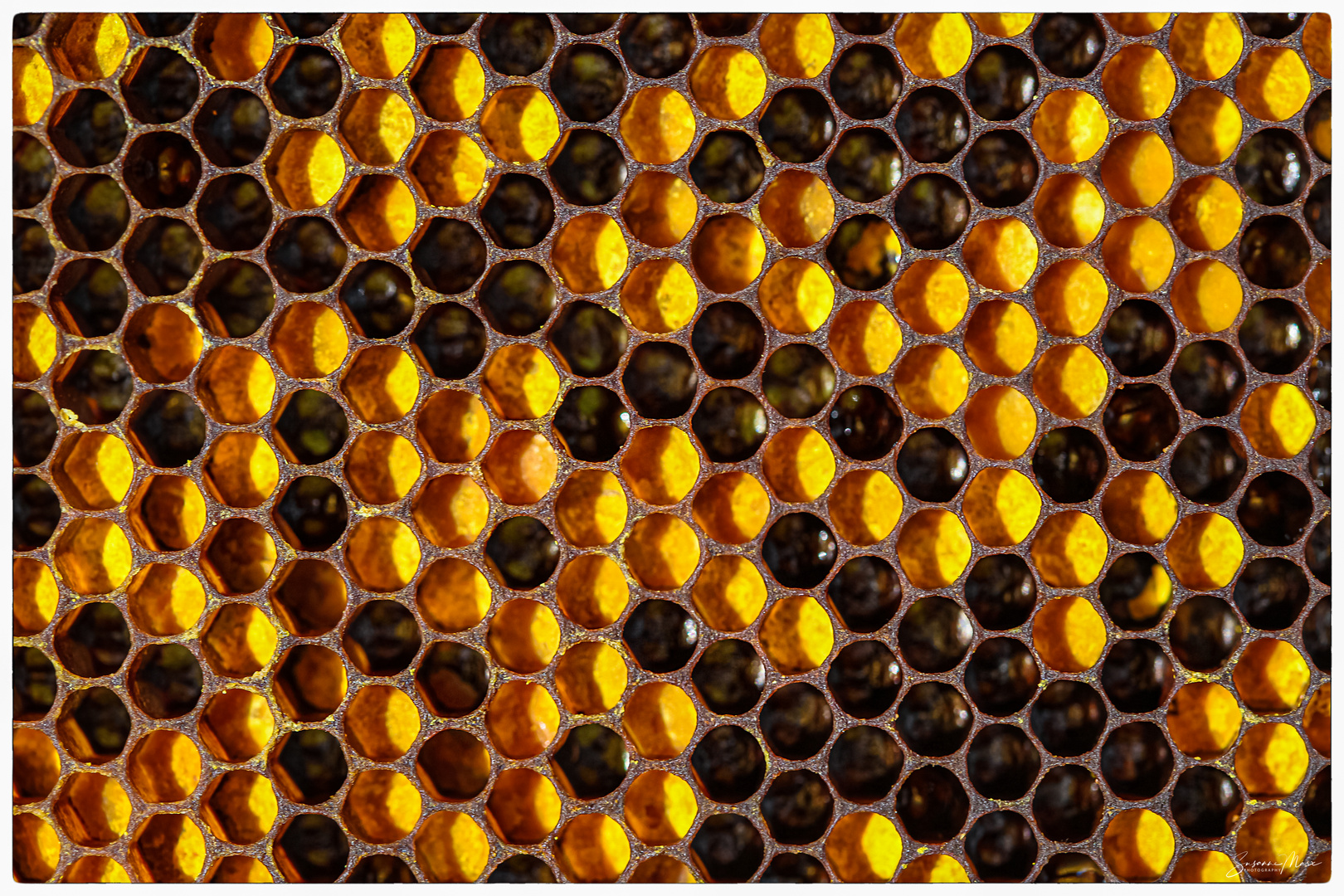 Pollen Foto & Bild | tiere, wildlife, insekten Bilder auf fotocommunity