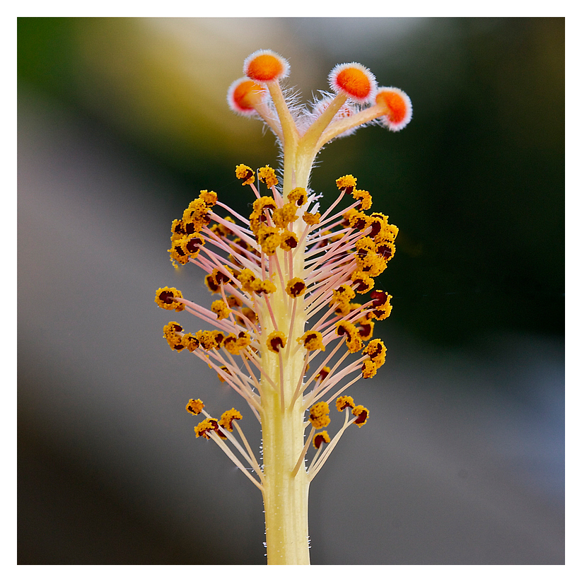 Pollen Foto & Bild | pflanzen, pilze & flechten, blüten ...