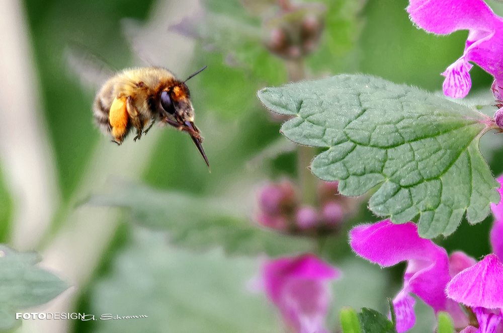 Pollen... Foto & Bild | tiere, wildlife, insekten Bilder auf fotocommunity