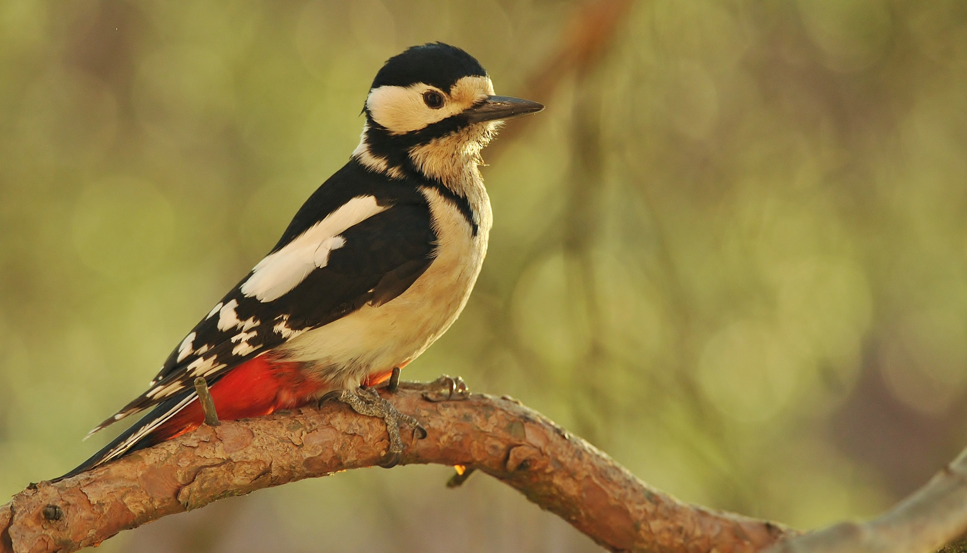 Pollen Foto & Bild | tiere, wildlife, wild lebende vögel Bilder auf ...