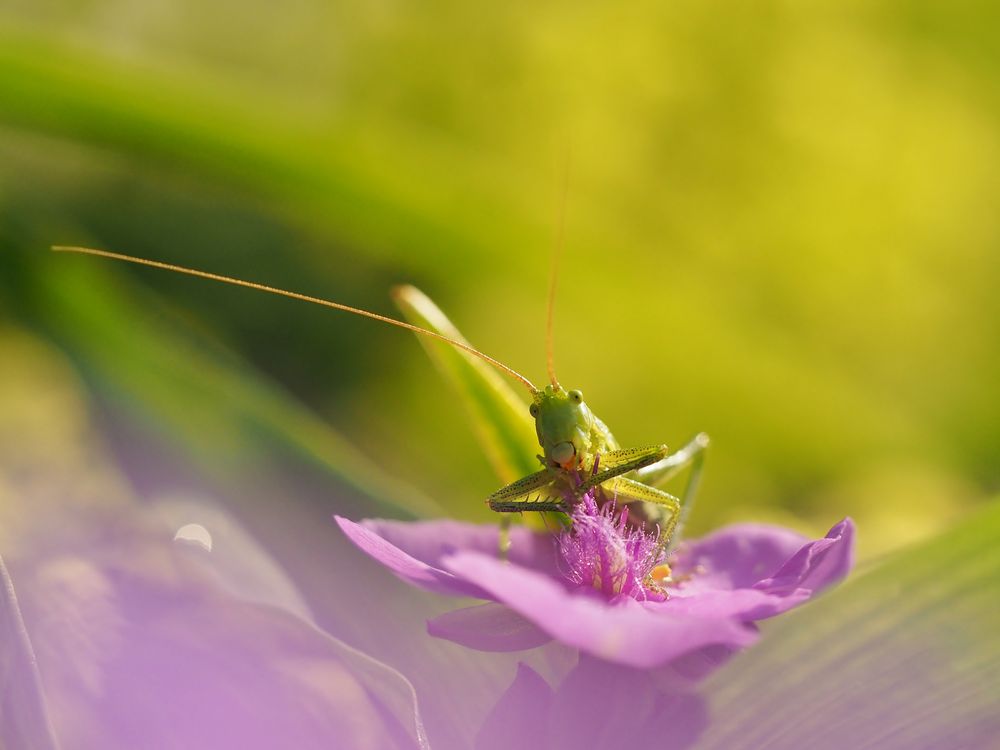 "Pollen-Menü".... Foto & Bild | tiere, wildlife, insekten Bilder auf ...
