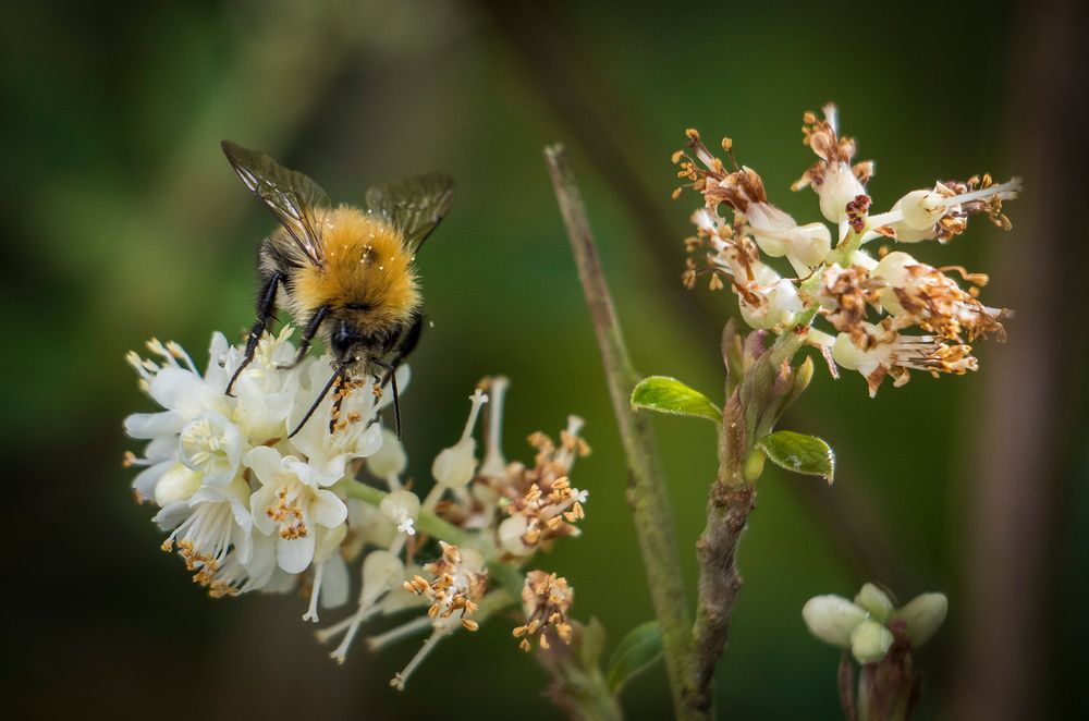 Pollen-Snack Foto & Bild | tiere, wildlife, wildlife: sonstige tiere ...