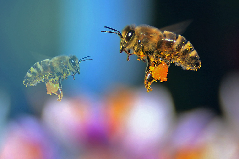 "Pollenflug" Foto & Bild | natur, composing, flug Bilder auf fotocommunity