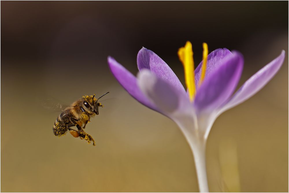 Pollenflug Foto & Bild | tiere, wildlife, insekten Bilder auf fotocommunity