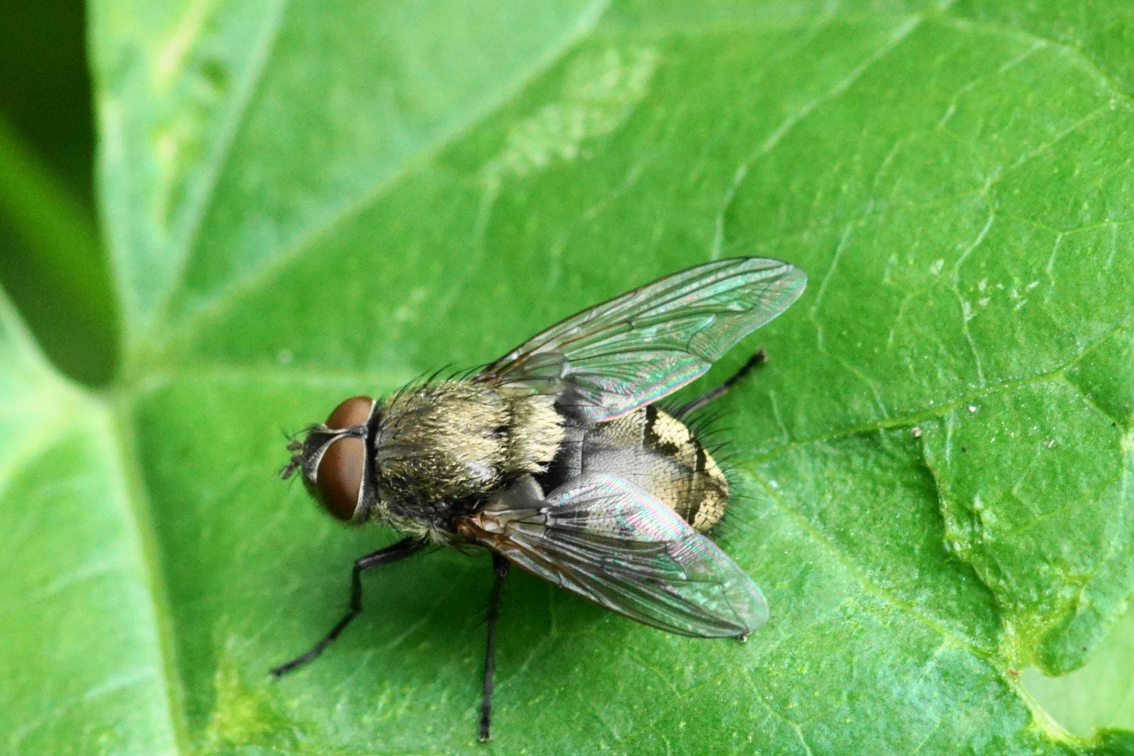Pollenia Foto & Bild | fliege, calliphoridae, pollenia Bilder auf ...