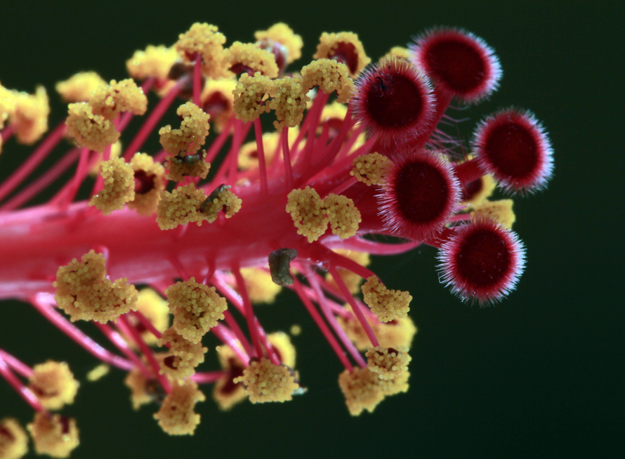 Pollenmonster.. Foto & Bild | archiv projekte naturchannel ...