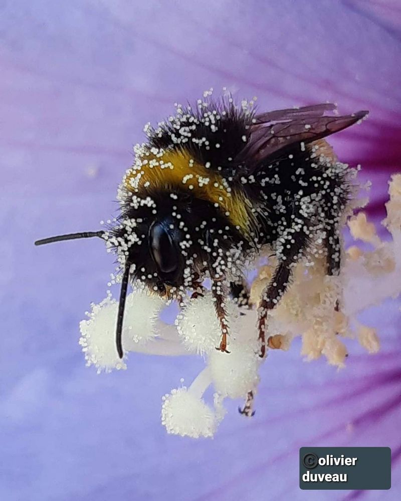 pollens 2021 bourdon photo et image | france, nature, macro Images ...