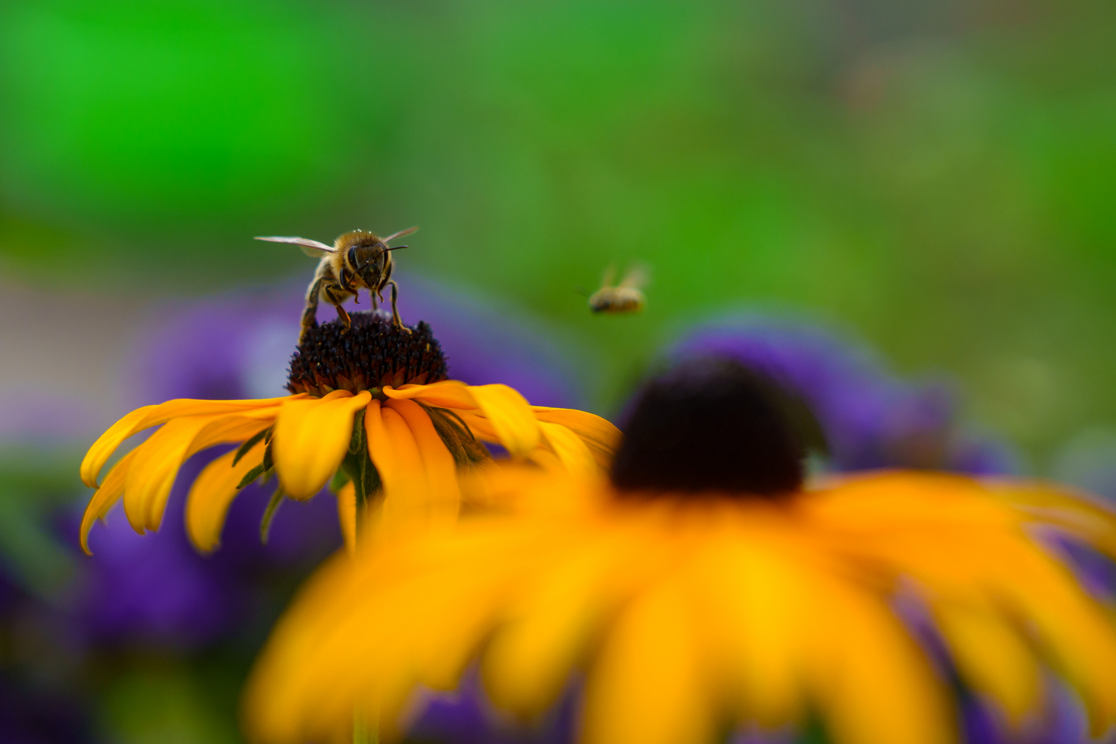 Pollensammlerin Foto & Bild | tiere, wildlife, insekten Bilder auf ...