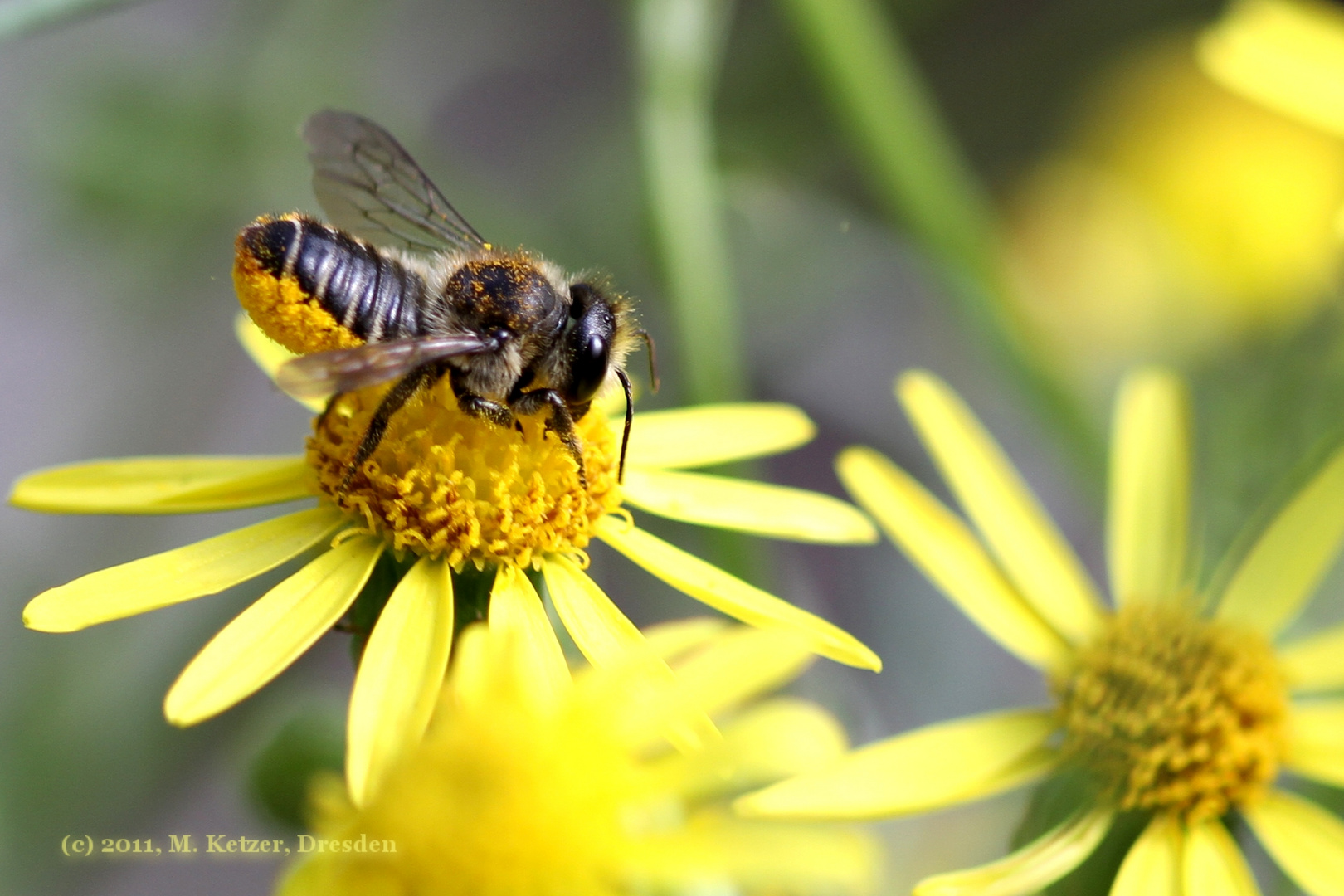 Pollenschwertransport Foto & Bild | tiere, wildlife, insekten Bilder ...
