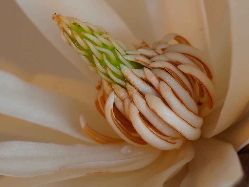 Pollenstand der Sternmagnolie ( Magnolia stellata ) Foto & Bild ...