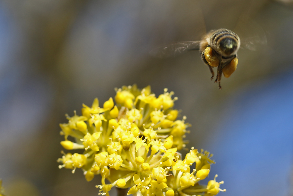 Pollentransport Foto & Bild | tiere, wildlife, insekten Bilder auf ...