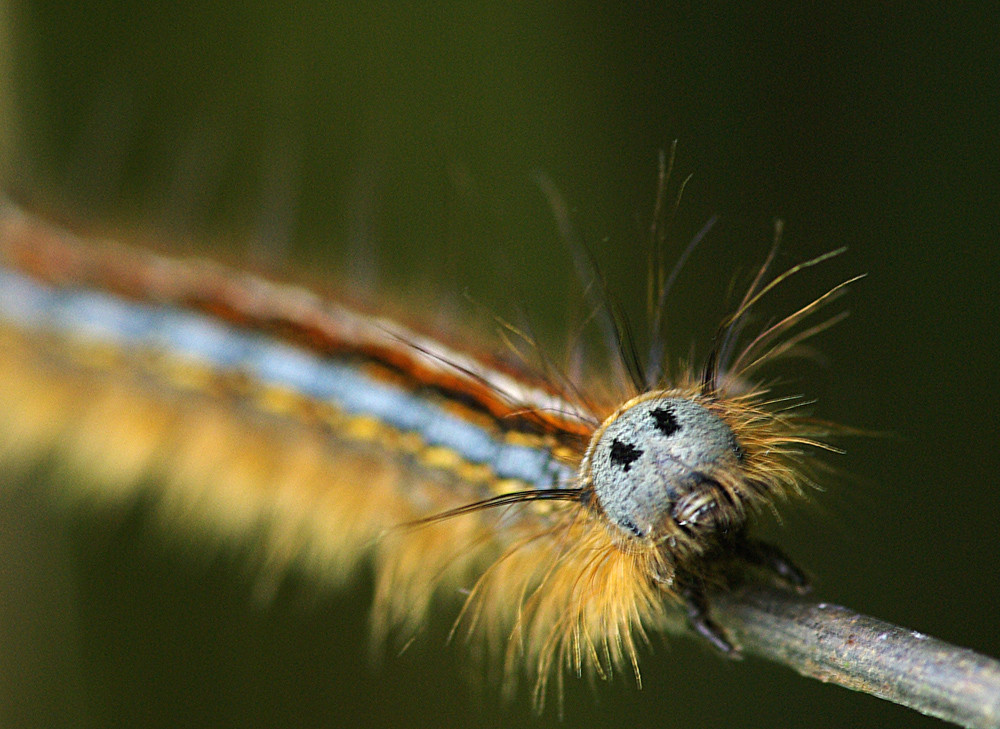 pollux - Image & Photo de samy22 de Concours Insectes - Photographie ...