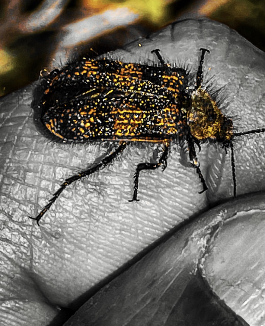 Pololo Imagen & Foto | naturaleza diversa , nature, natur Fotos de ...