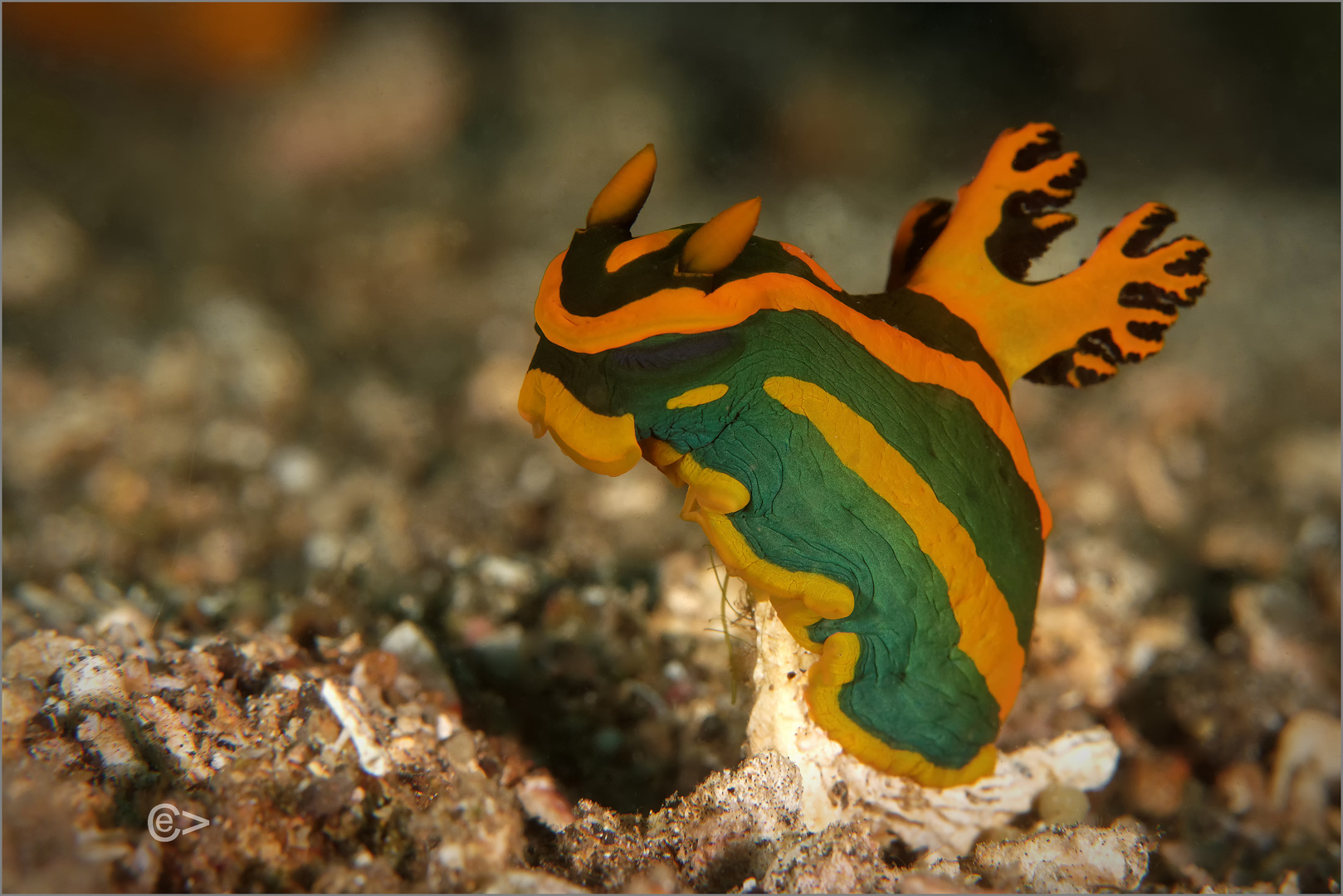 Polyceridae Nembrothinae Tambja Foto & Bild | natur, tiere, wildlife ...