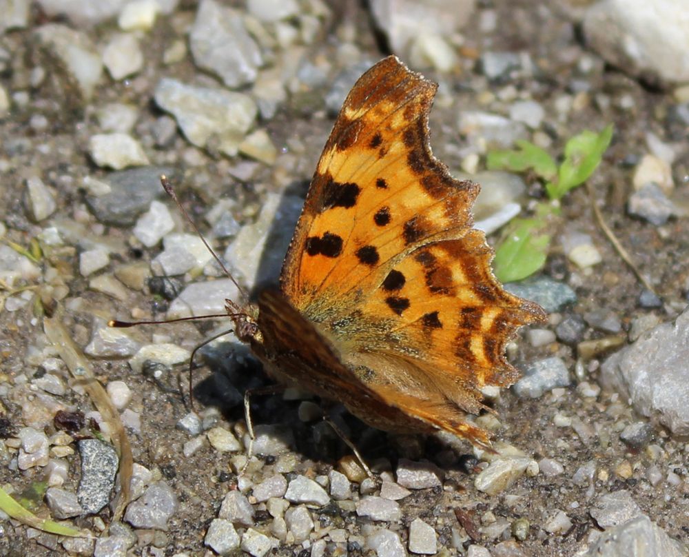 Polygonia c-album- C Falter Foto & Bild | schmetterlinge, natur ...