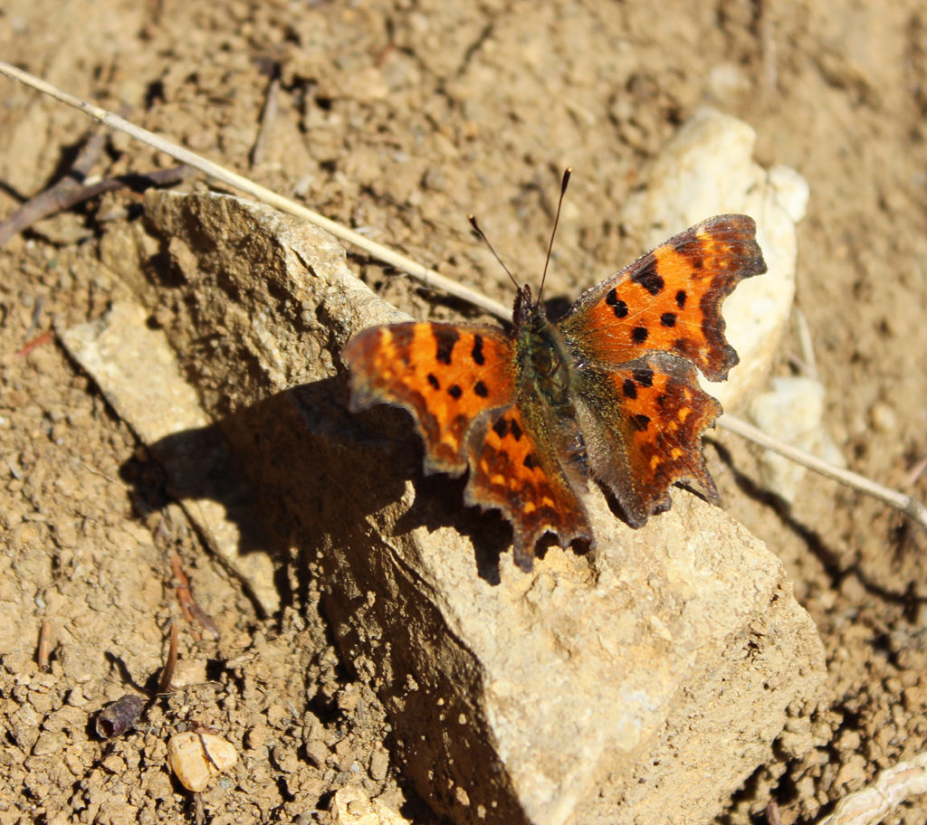 Polygonia c- album Foto & Bild | schmetterlinge, natur, insekten Bilder ...