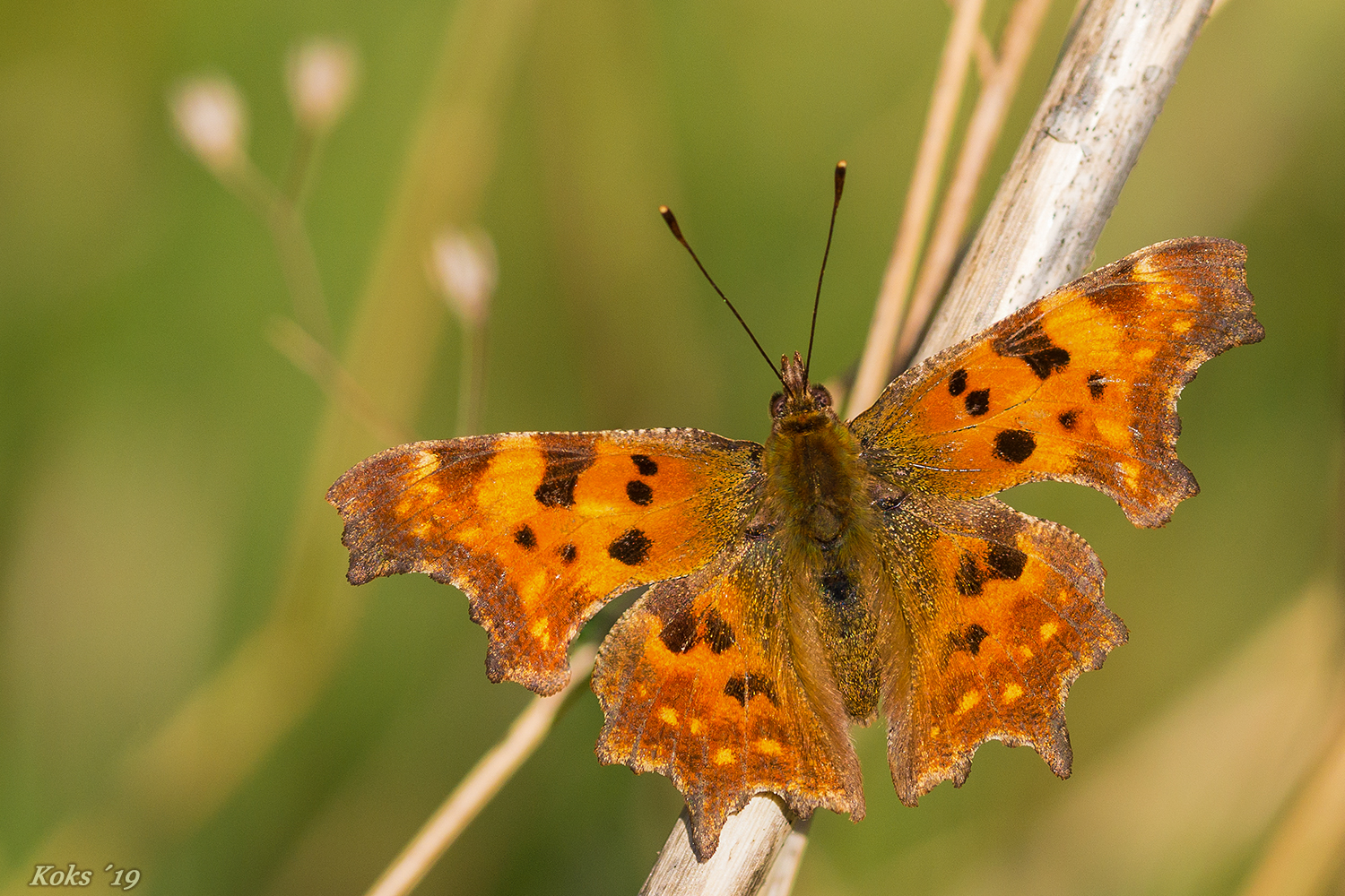 Polygonia c-album Foto & Bild | tiere, wildlife, schmetterlinge Bilder ...