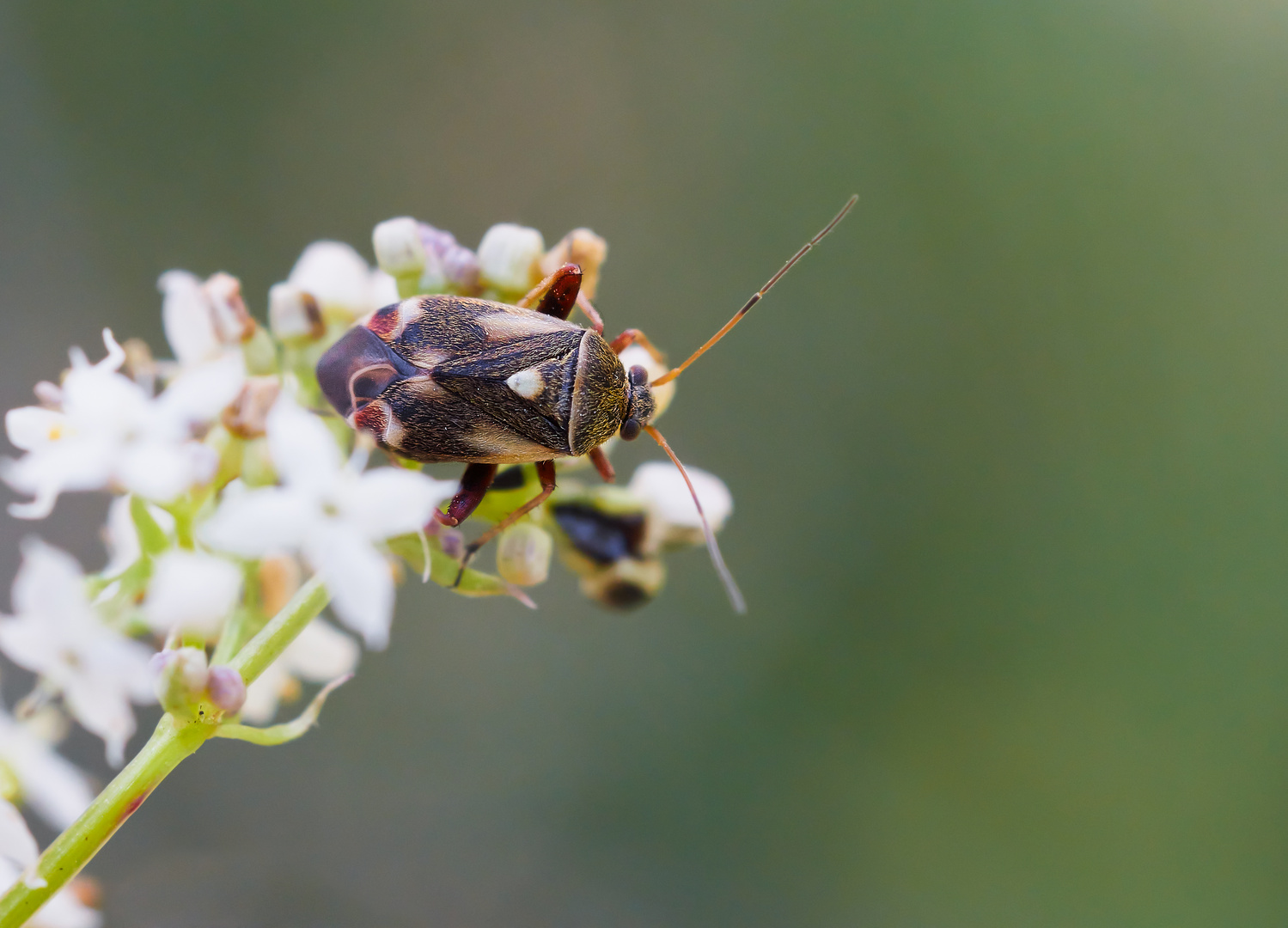 Polymerus unifasciatus Foto & Bild | Bilder auf fotocommunity