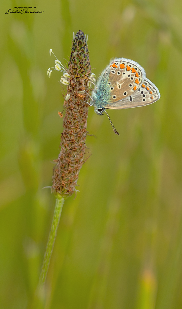 polyommatus icarus Foto & Bild | fotos, wiese, natur Bilder auf ...