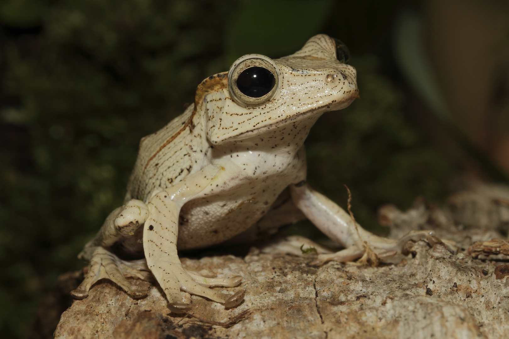 polypedates otylophus photo et image | animaux, reptiles, amphibiens ...