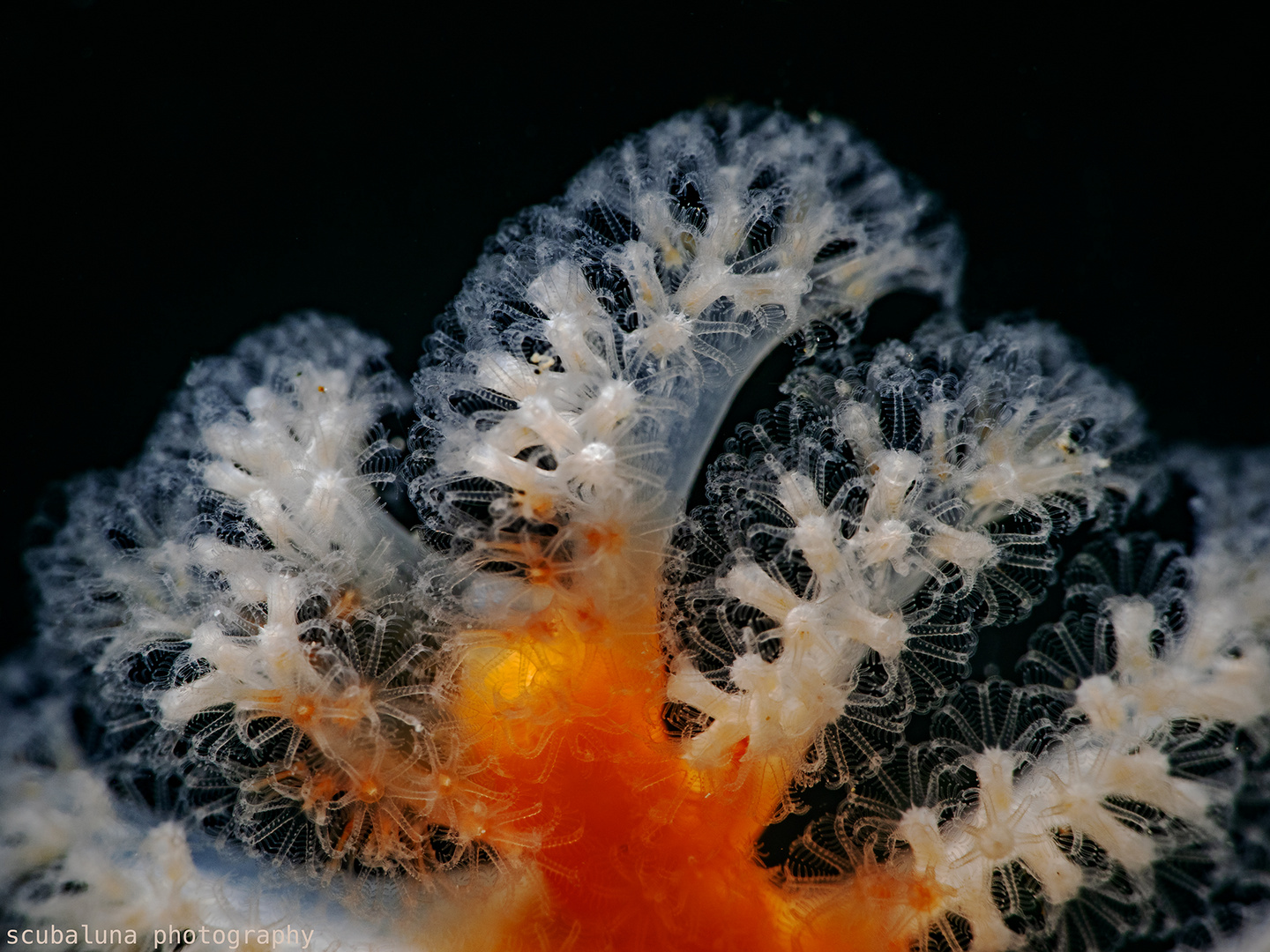 Polypen Bouquet Foto & Bild | tiere, wildlife, natur-makros Bilder auf ...