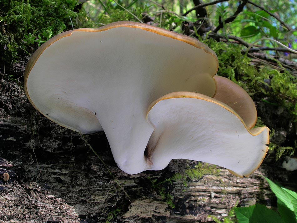 Polyporus badius 2 Foto & Bild | pflanzen, pilze & flechten, pilze ...