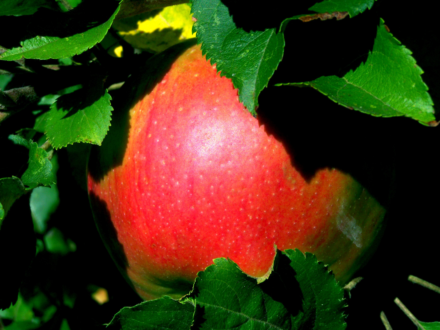 Pomme photo et image | les saisons, automne, nature Images fotocommunity