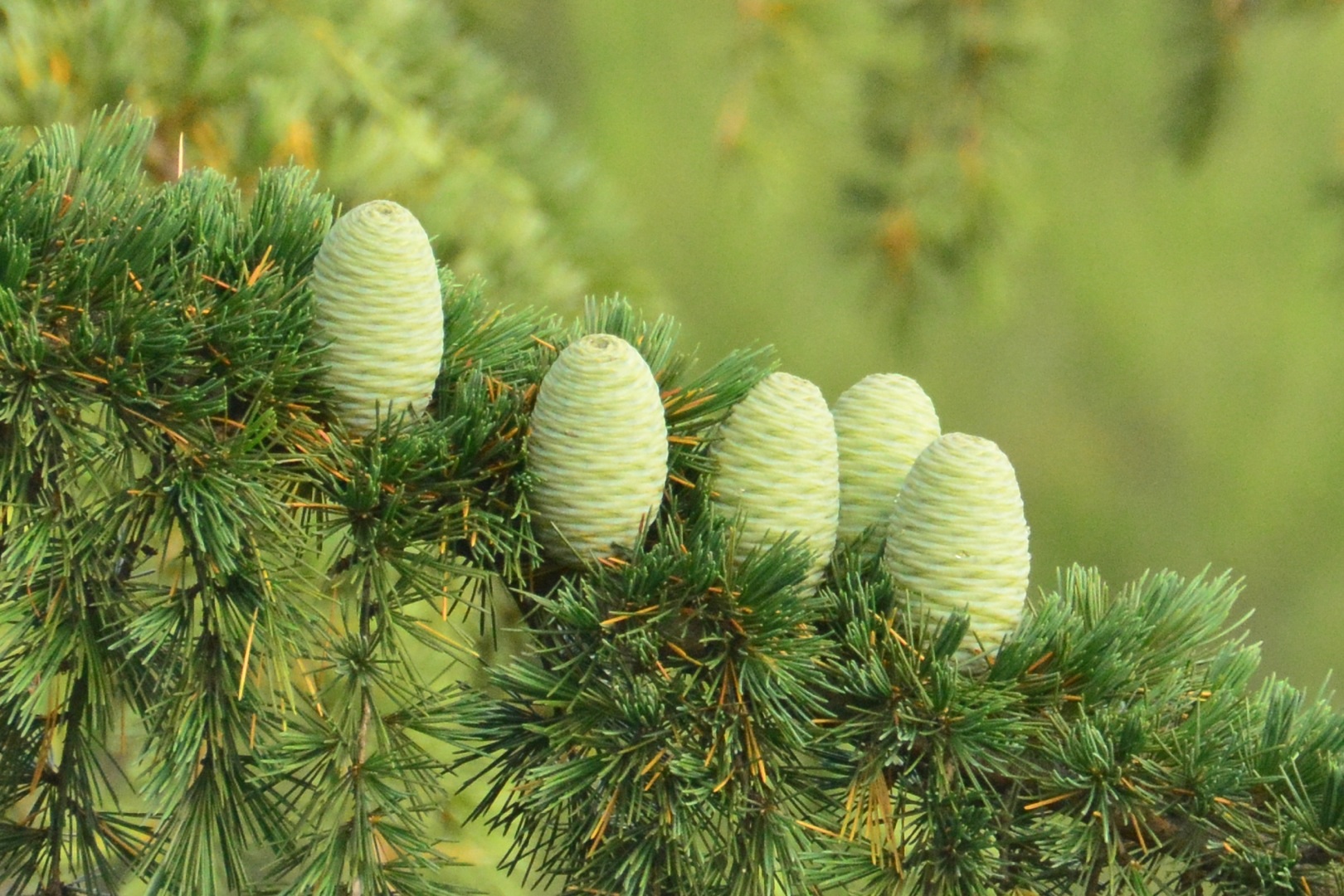 Pomme de pin. photo et image | les fruits, nature Images fotocommunity