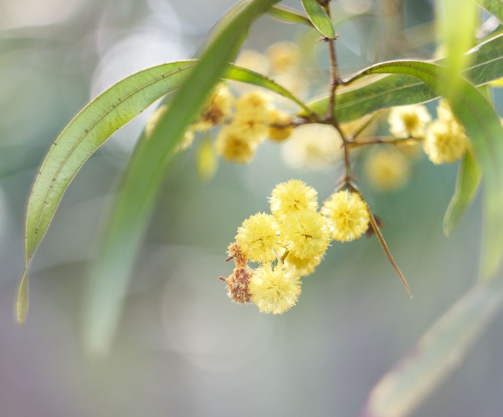 PomPom Foto & Bild | pflanzen, pilze & flechten, sträucher, natur ...
