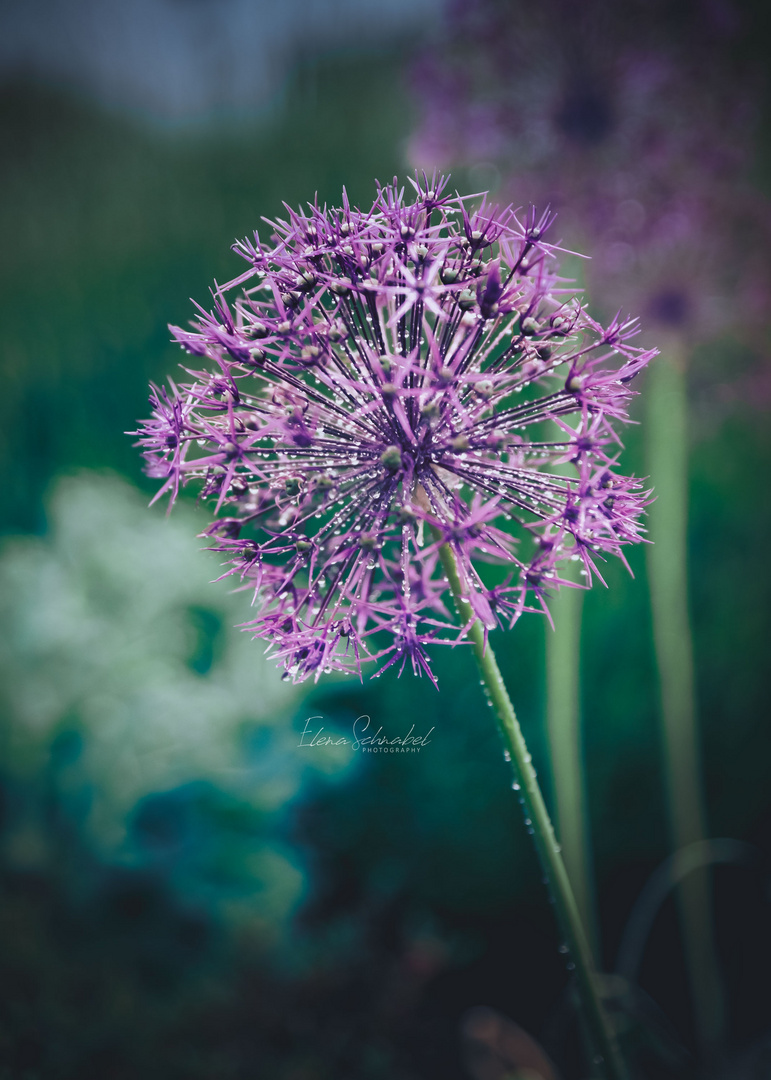 PomPom Foto & Bild | pflanzen, pilze & flechten, blüten ...