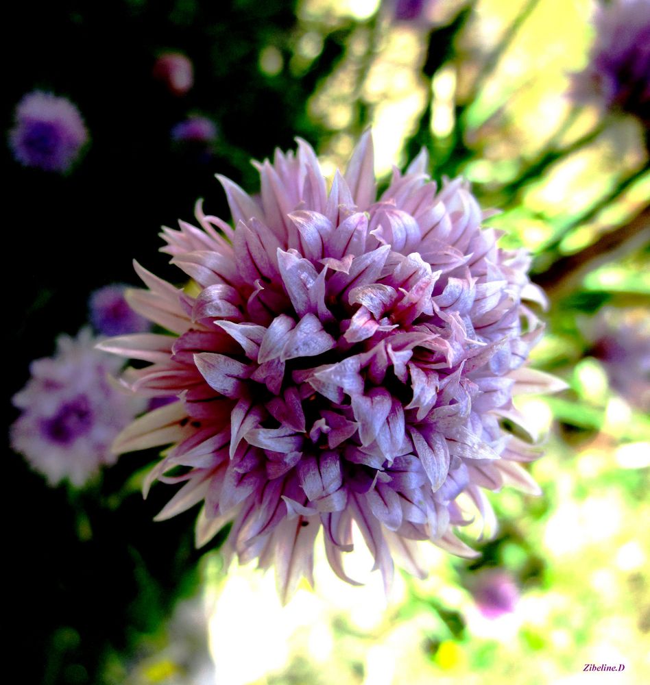 " Pompon " floral photo et image | nature, macro, fleurs Images ...