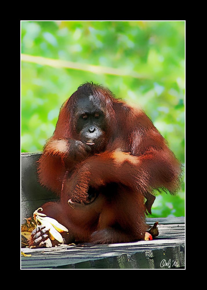 Pongo Pygmaeus Foto & Bild | world, grün, orange Bilder auf fotocommunity