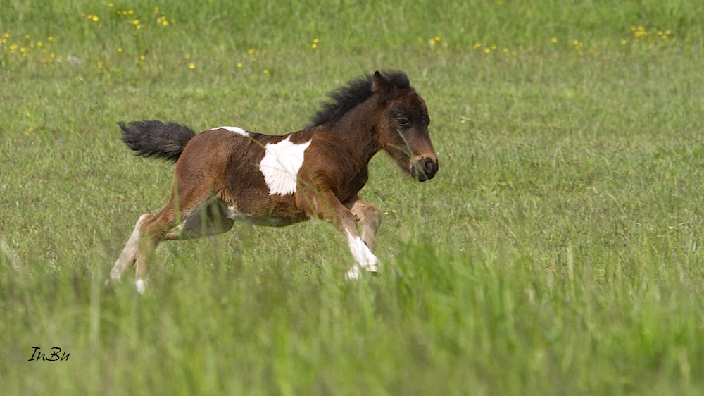 Pony Fohlen Foto & Bild | natur, pferde, tiere Bilder auf fotocommunity
