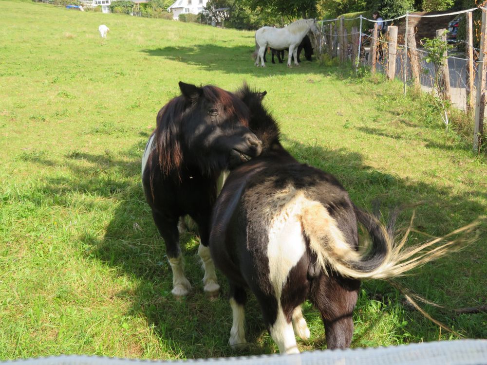 Ponys Foto & Bild | andere tiere, natur, tiere Bilder auf fotocommunity