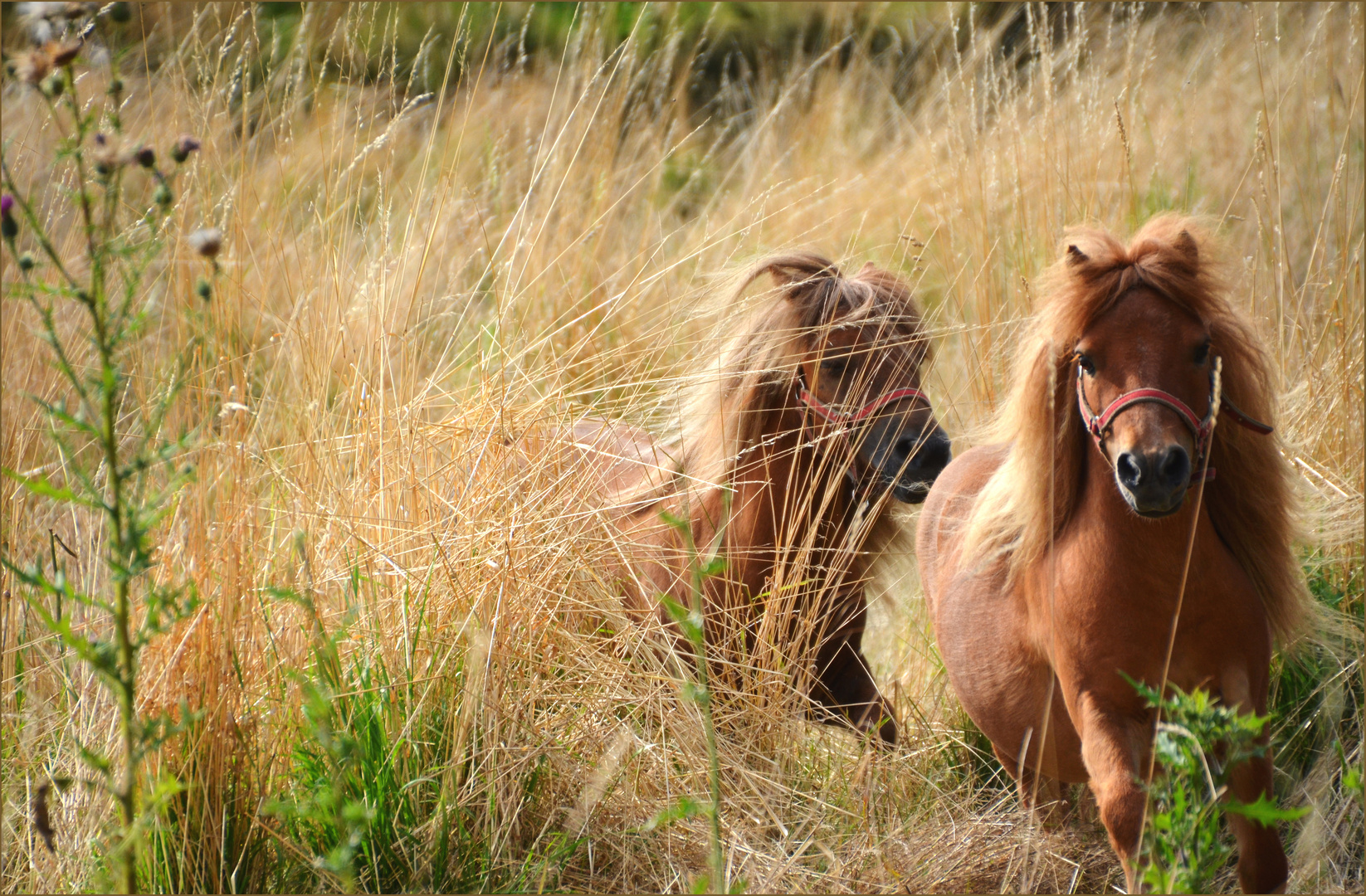 Ponys Foto & Bild | natur, pferde, tiere Bilder auf fotocommunity