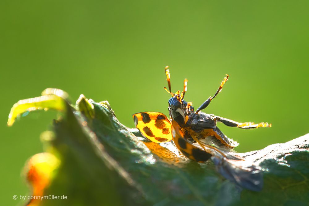 Poor Bug Foto & Bild | marienkäfer, coccinellidae, flugobjekte Bilder ...