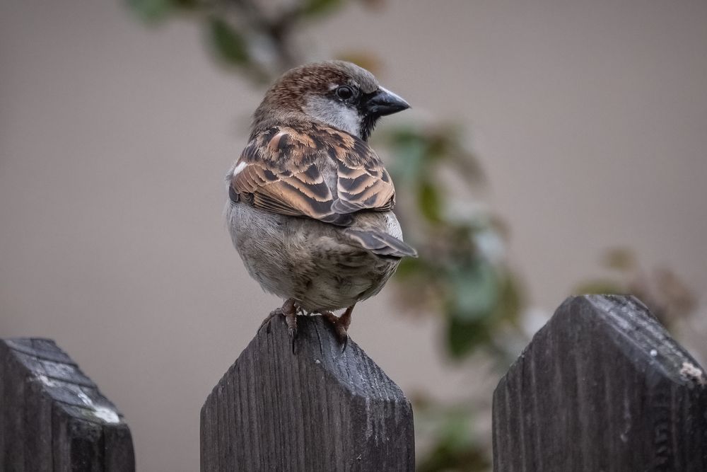 Popo Foto & Bild | deutschland, europe, brandenburg Bilder auf ...